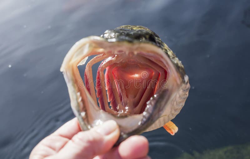 Pike Head on a Grass Background Stock Photo - Image of freshwater ...