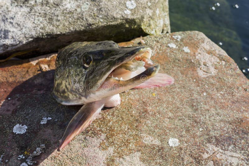 Pike Head on a Grass Background Stock Image - Image of animal, macro ...