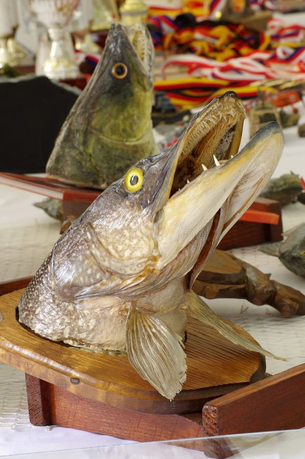 Pike Head With Bait Closeup, Pike With Bait Close-up, Angling Predator ...