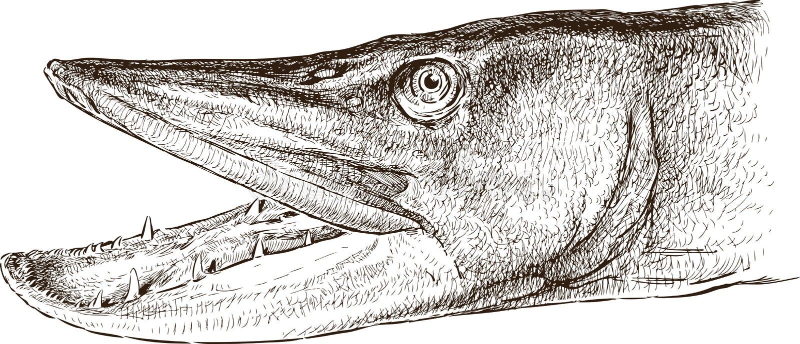 Pike Head. Fish Head stock vector. Illustration of graphic - 246644637