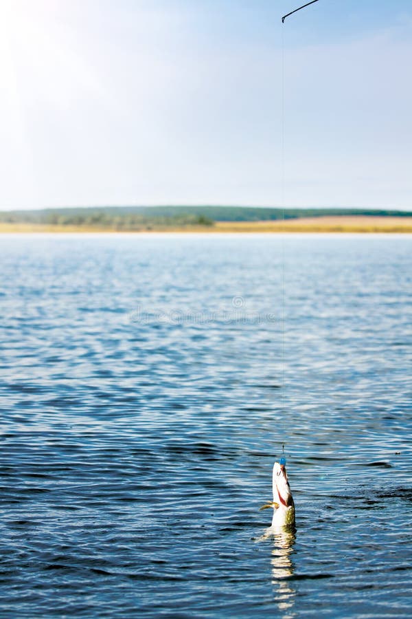 Pike on hook in pond stock photo. Image of motion, pike - 31385736
