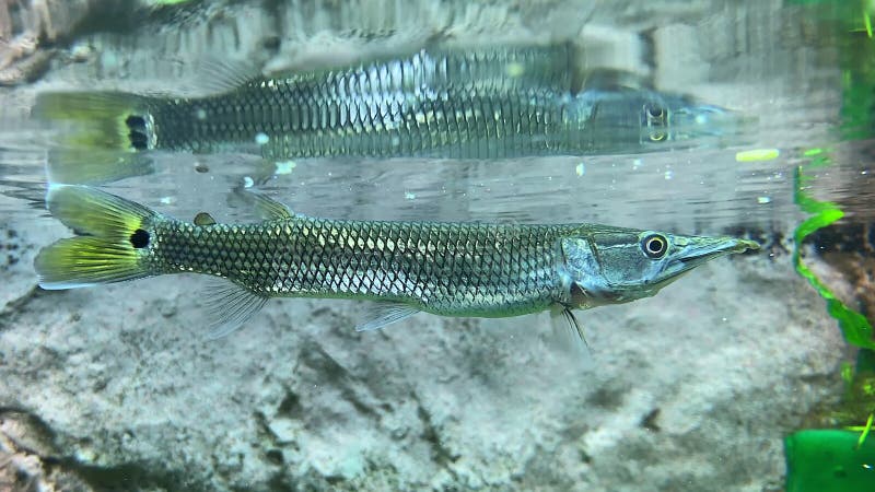 Pike Hunt Small Fish. Silver Pike Swims Under the Surface of the Water ...