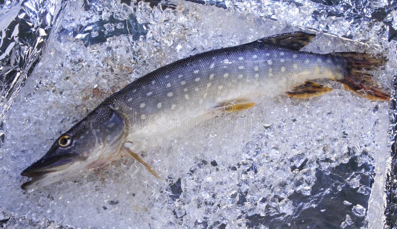 Pike on ice stock image. Image of ocean, lying, cool, pike - 3245369
