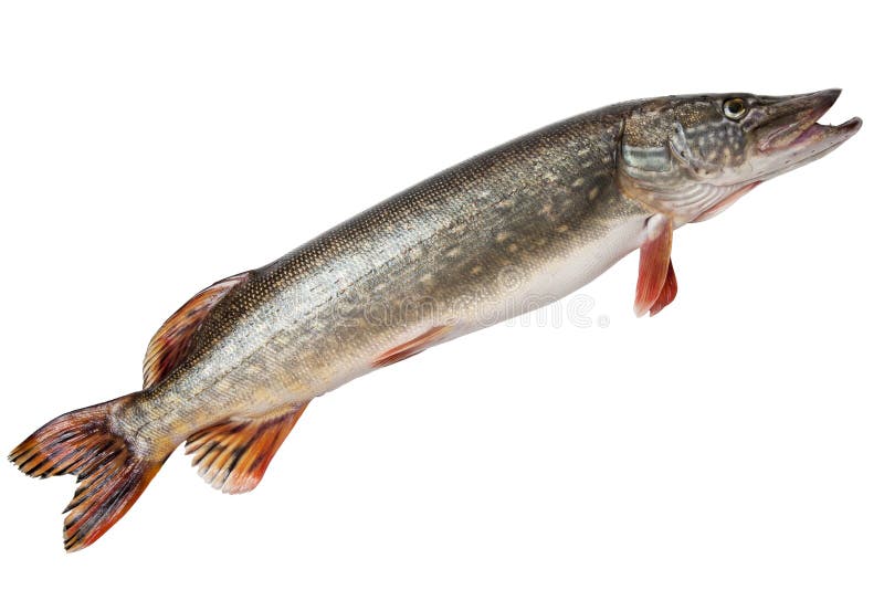 Pike isolated on white stock photo. Image of object, fishing - 27692872
