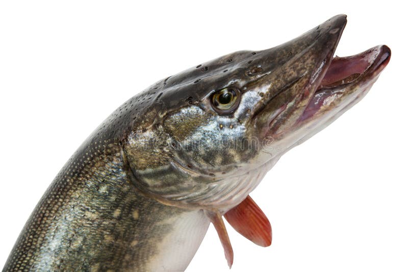 Pike Isolated on White Background Stock Photo - Image of predator, food ...