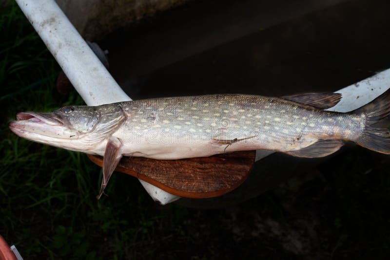 Pike with Its Head Lying on the Butchering Board Stock Image - Image of ...