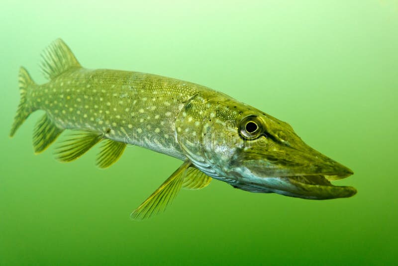 Northern pike stock photo. Image of nature, esox, freshwater - 27703572