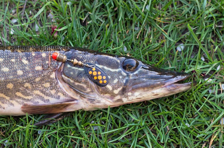 Pike stock image. Image of bait, head, grass, fish, hobbies - 54471245