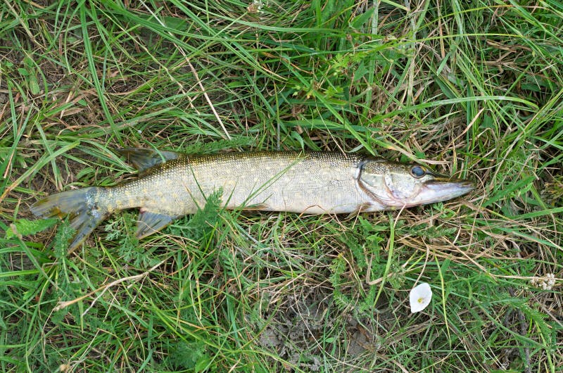Pike stock photo. Image of freshwater, fishing, lying - 70801086