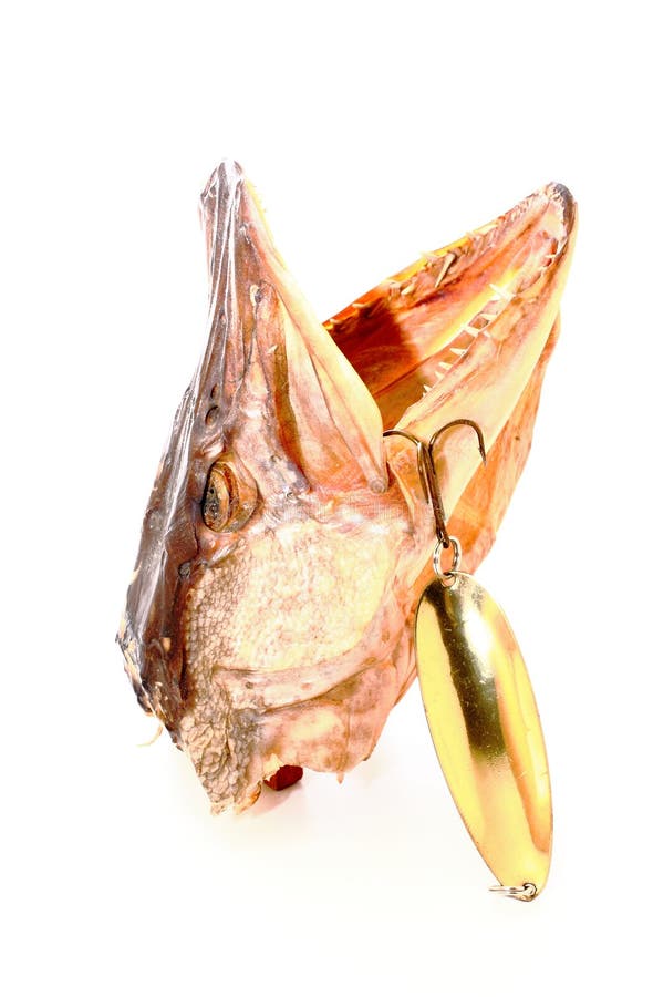 Pike Mouth Trophy stock image. Image of lure, dried, dead - 72569301