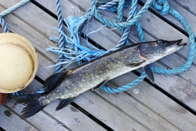 Pike stock photo. Image of laying, fished, bridge, fish - 134412794