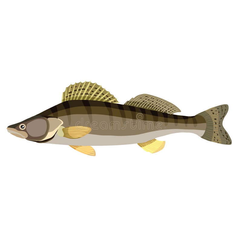 Pike Perch, Brown River Fish, Cartoon Illustration, Isolated Object on ...