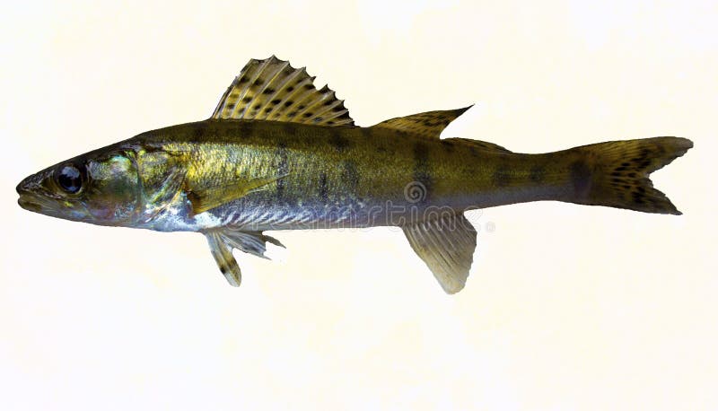 Pike Perch Fish Isolated on White Stock Image - Image of eating, river ...