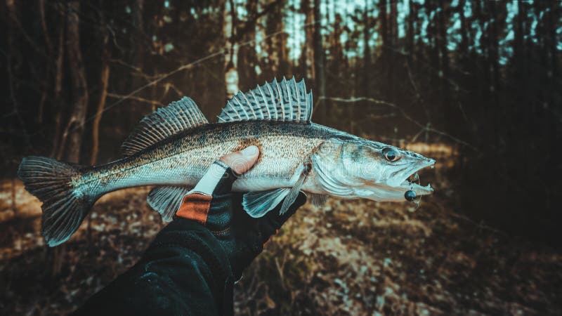 Pike Perch in the Hand of an Angler. Zander Fishing Stock Image - Image ...