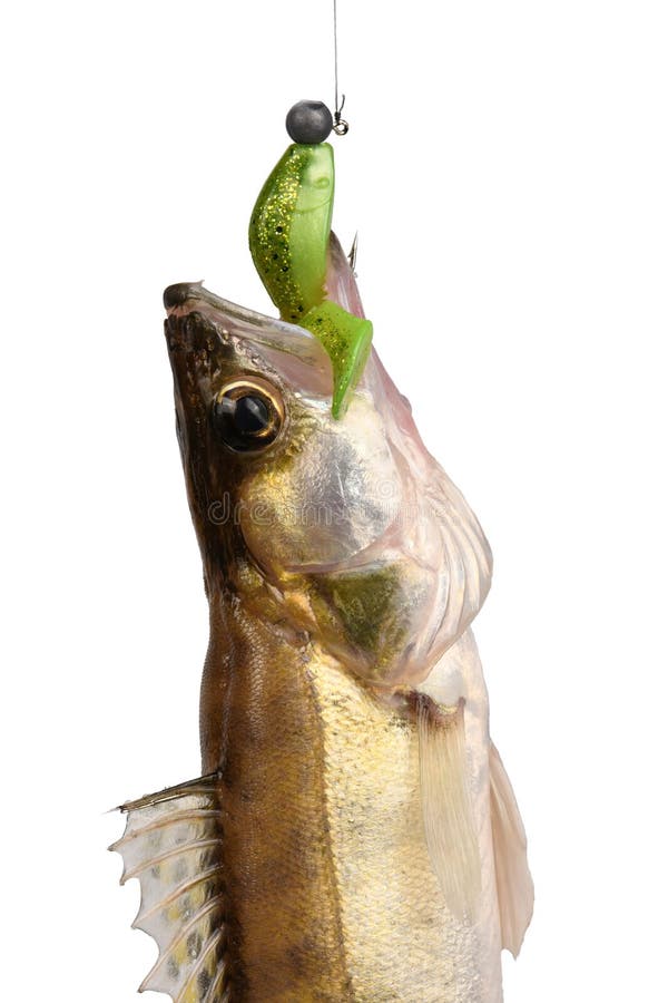 Pike Perch on a Hook on a White Background Stock Image - Image of ...