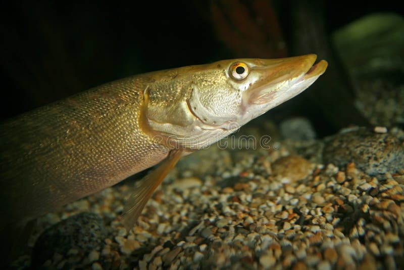 Pike portrait stock image. Image of fish, living, detail - 10452389