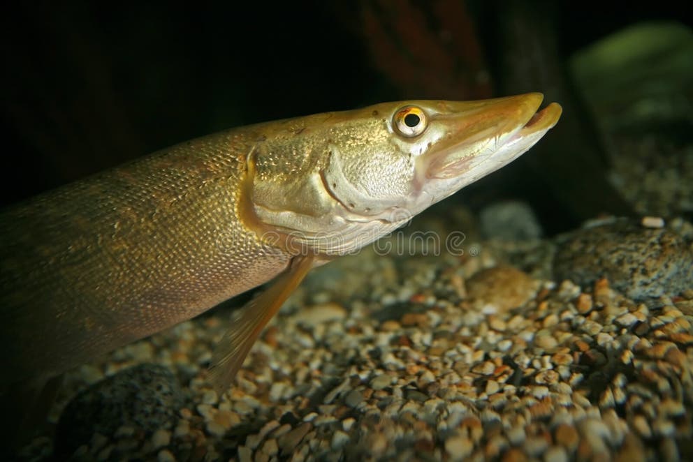 Pike portrait stock image. Image of fish, living, detail - 10452389