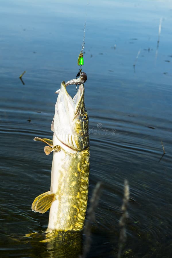 Hooked Pike is Fighting for Freedom Stock Photo - Image of reality ...