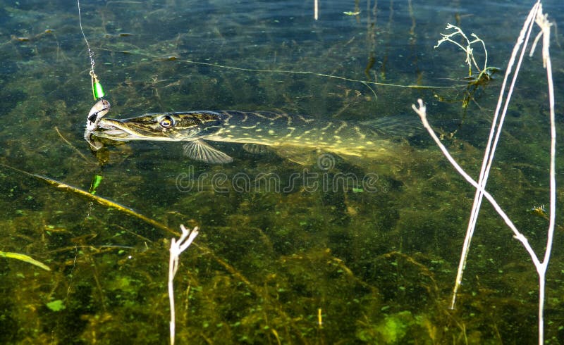 Pike Predatory Fish Head Isolated on White Background Stock Photo ...