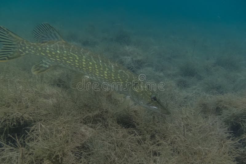 Pike Side View in a Lake while Diving Stock Photo - Image of animal ...