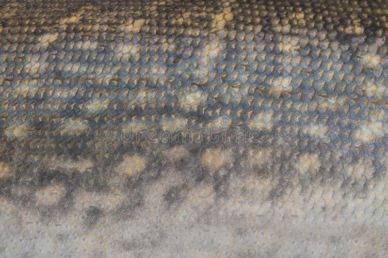 Net Texture for Fishing Mesh. Seamless Pattern for Sportswear or ...