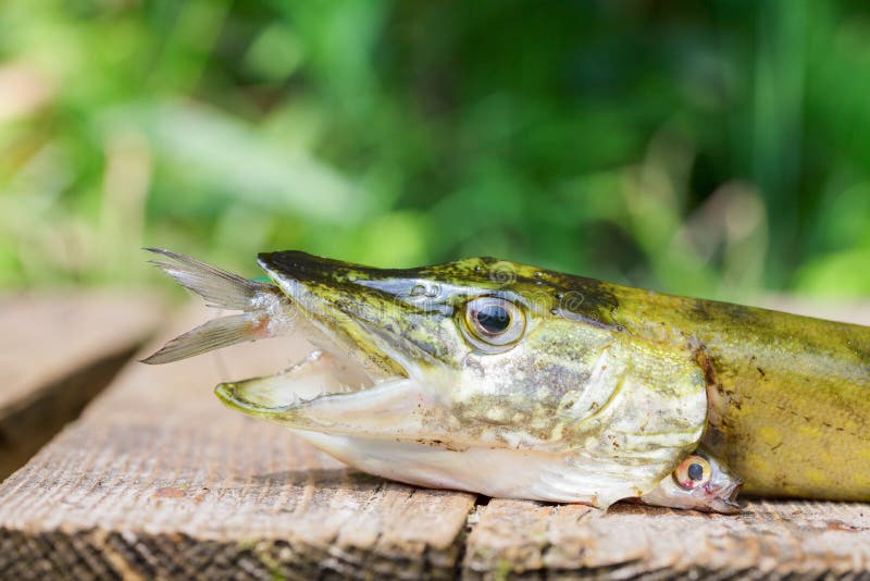 Pike With Small Fish In Mouth Stock Image - Image of hunting, suffocate ...