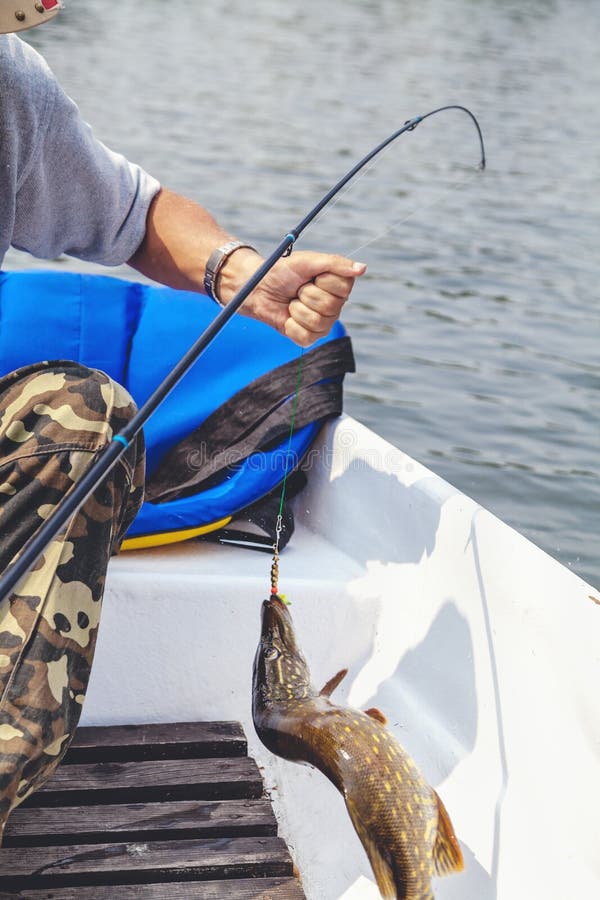 Pike Tried To Free Hook from Boat Stock Photo - Image of close, hobbies ...
