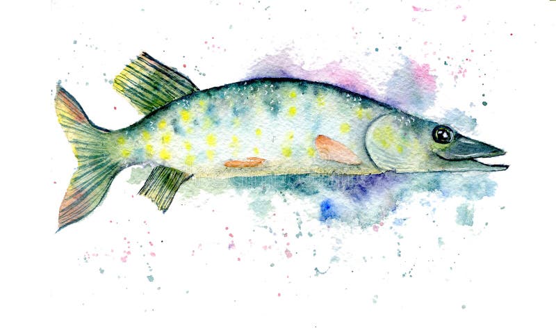 Pike watercolor stock illustration. Illustration of graphic - 96424186