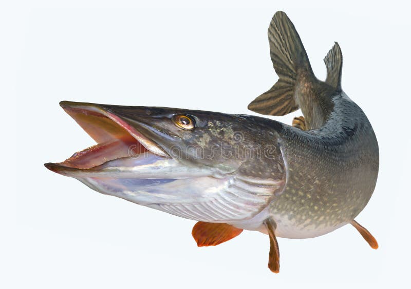 Pike with Wide Open Mouth Free Stock Image - Image of isolated ...