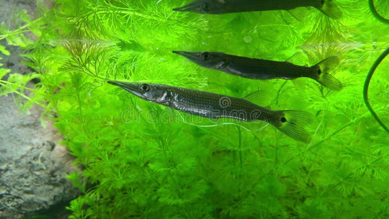 Pikes Hunt Small Fish. Silver Pike Swims Under the Surface of the Water ...