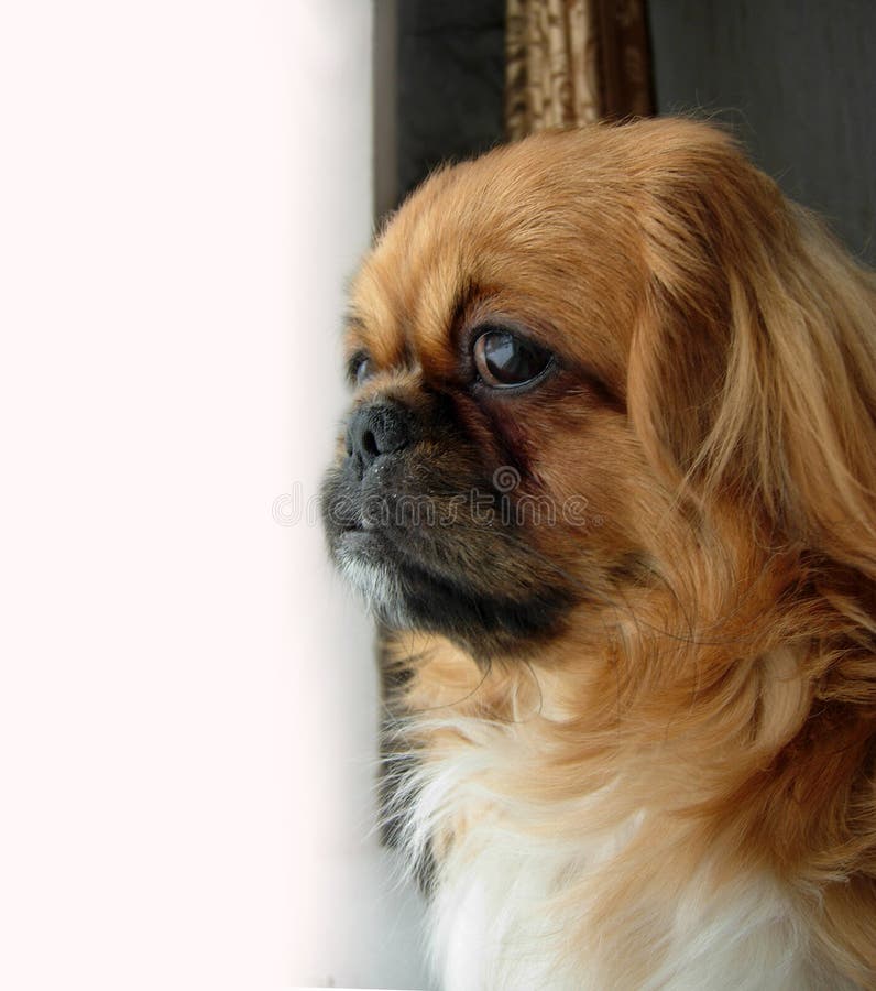 Pikines Dog Stock Photos - Free & Royalty-Free Stock Photos from Dreamstime