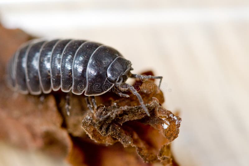 Pissebed stock afbeelding. Image of nave, zeug, kruipen - 9866149