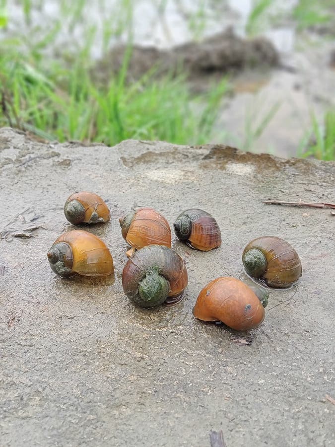 Pila ampullacea stock photo. Image of animals, golden - 300034066