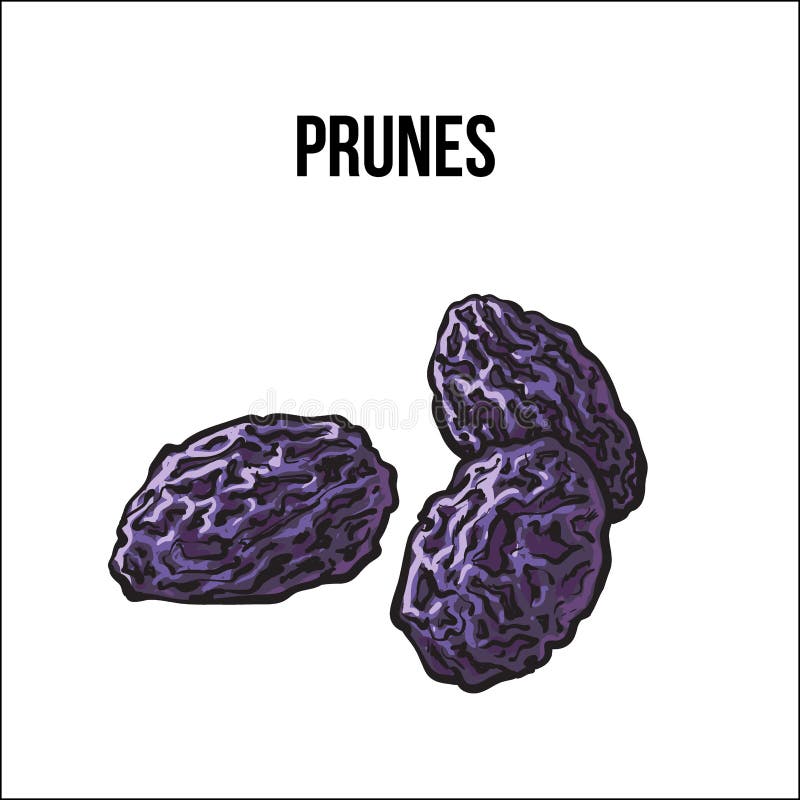 Pila De Pasas Secadas, Estilo Del Bosquejo, Ejemplo Dibujado Mano Del ...