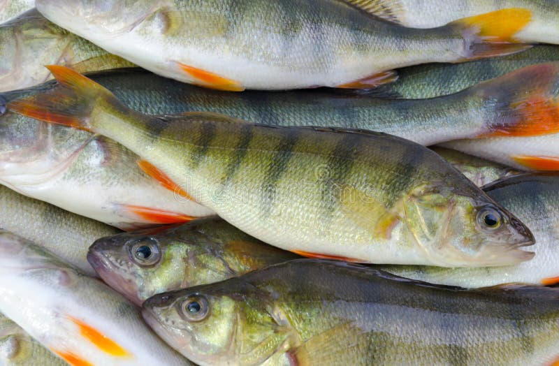 Pescados De La Perca En Una Placa Foto de archivo - Imagen de varios ...