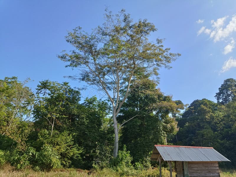 The Pilang Tree with the Latin Name Vachellia Leucophloea Grows on the ...
