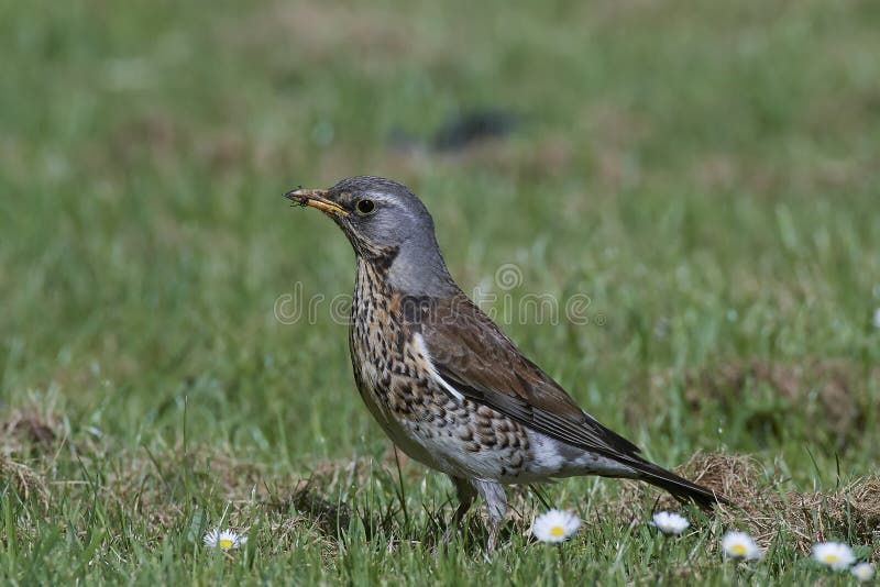 Tordella (pilaris Del Turdus) Foto de archivo - Imagen de cubo, animal ...