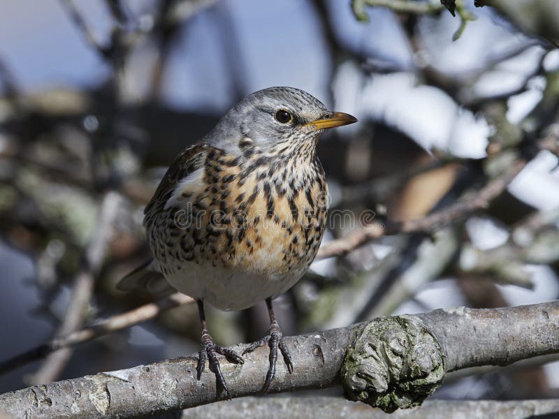 Tordella (pilaris Del Turdus) Foto de archivo - Imagen de cubo, animal ...