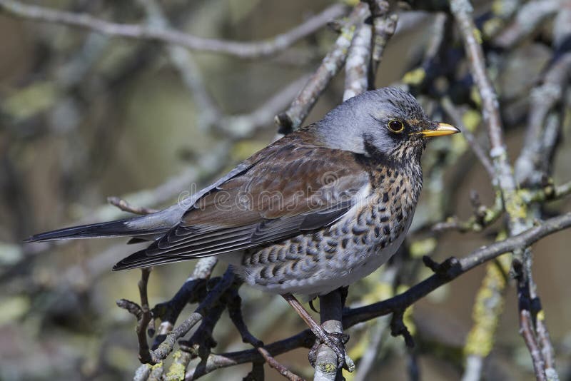 Tordella (pilaris Del Turdus) Imagen de archivo - Imagen de rojo, cubo ...
