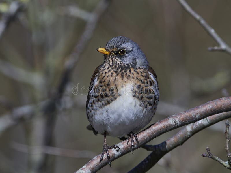 Tordella Y X28; Pilaris& X29 Del Turdus; Imagen de archivo - Imagen de ...