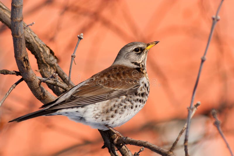 Tordella (pilaris Del Turdus) Foto de archivo - Imagen de cubo, animal ...