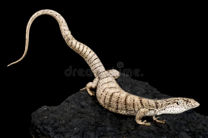 Pilbara Mulga Goanna (Varanus Bushi) Stock Image - Image of mulga ...