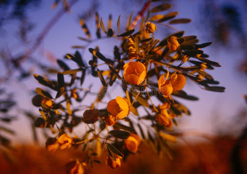 Pilbara Wildflowers stock image. Image of western, gold - 5377715