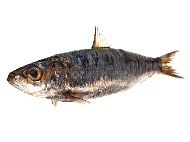 Pilchard - Fish stock image. Image of food, fillet, healthy - 146899975
