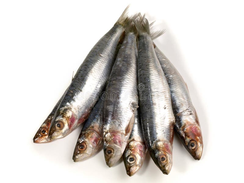 Pilchard - Fish stock photo. Image of decoration, fillet - 146900112