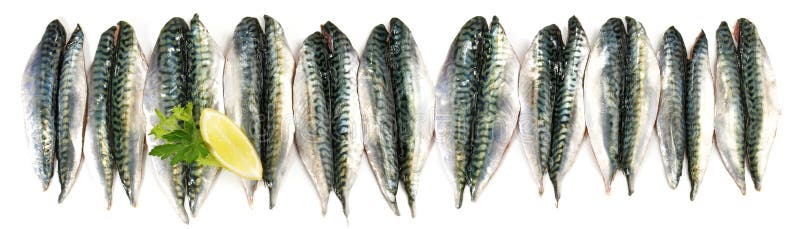 Pilchard Panorama - Fish on White Stock Image - Image of close, macro ...