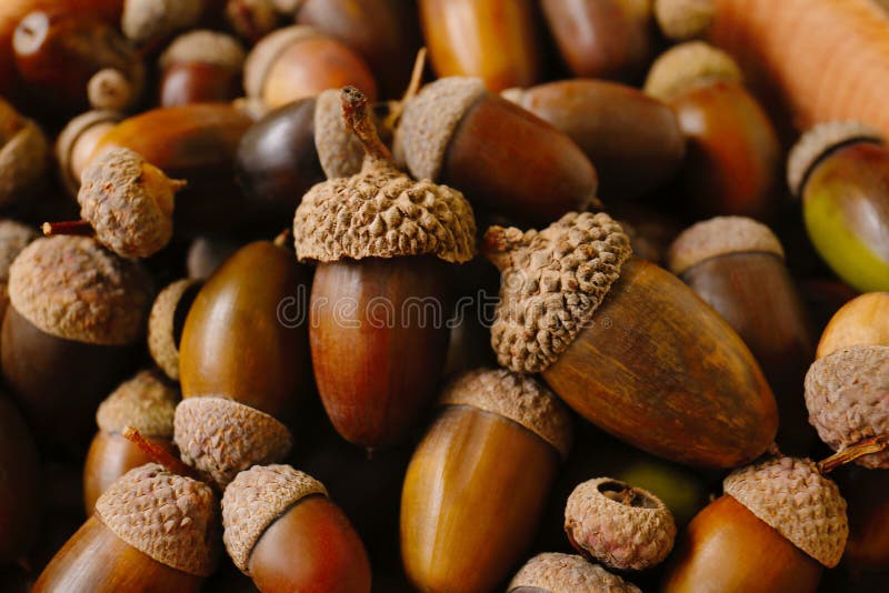 Pile of Acorns As Background, Closeup View Stock Image - Image of ...