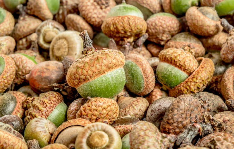 Acorns on a pile stock photo. Image of natural, acorn - 103141286