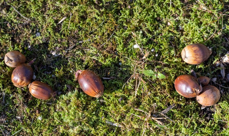 Pile of acorns on moss stock image. Image of grass, fall - 265075275