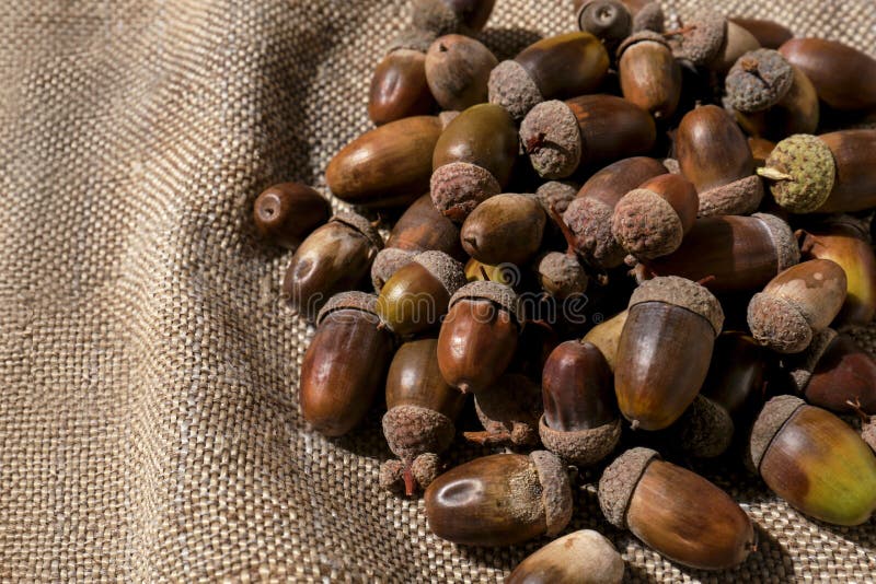Pile of Acorns on Sack, Space for Text Stock Photo - Image of biology ...